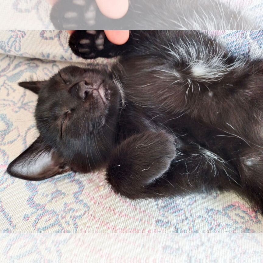 Котёнок в добрые руки