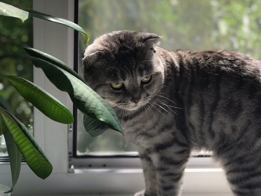 Шотландская