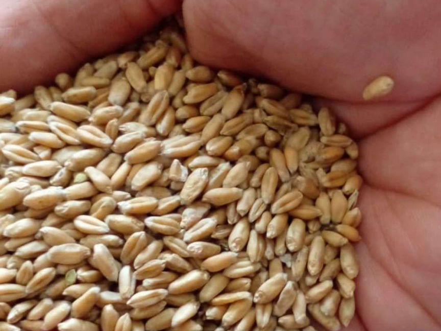Пшеница ячмень овес
