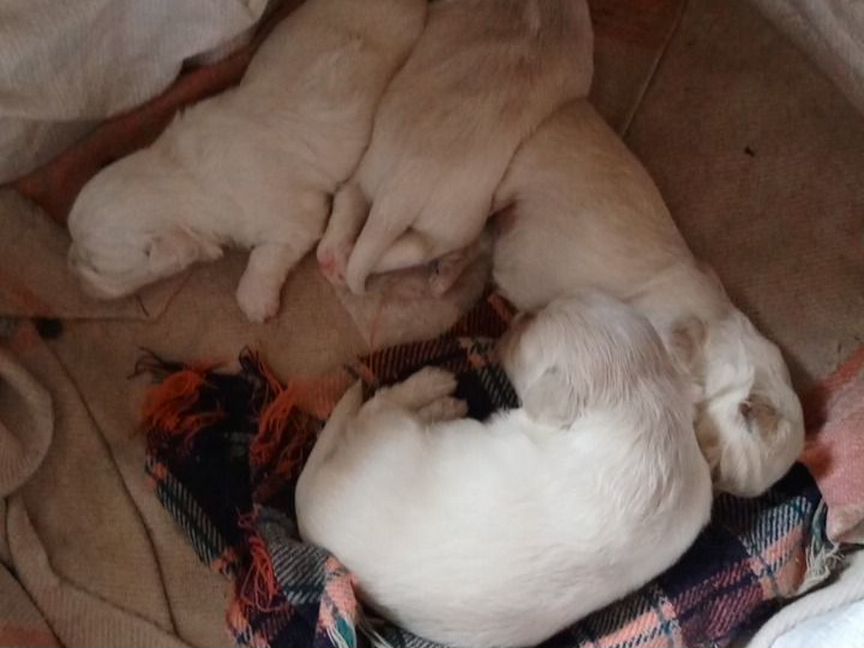 Дитя шитцу и японского шпица