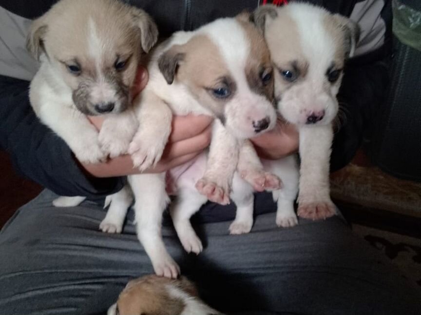 Щенки за 1 р