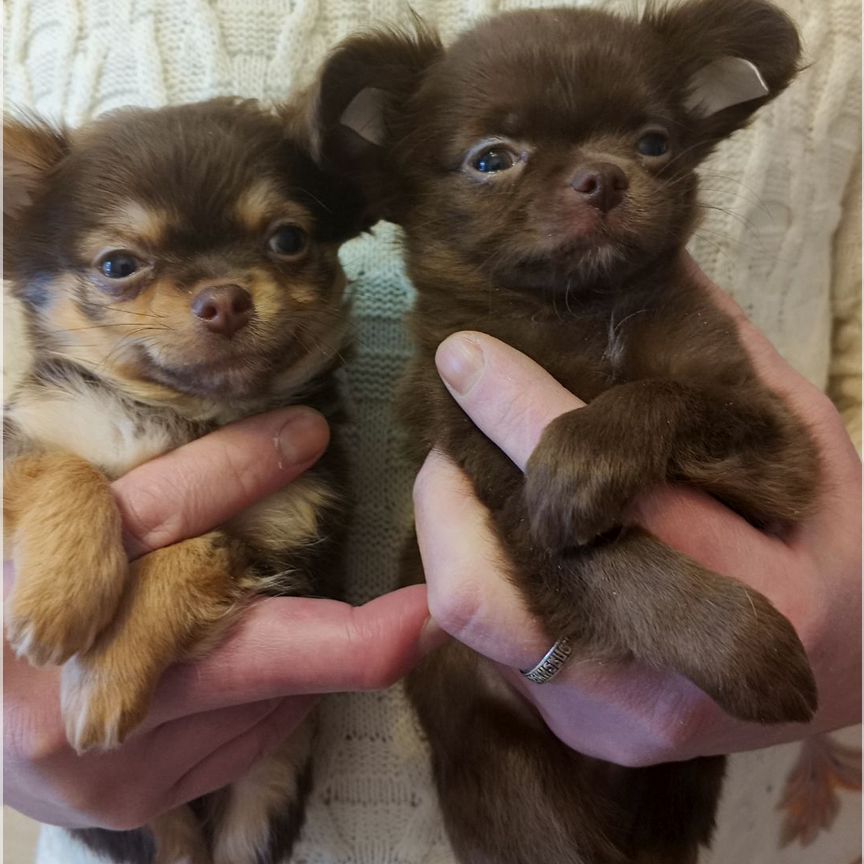 Чихуахуа, щенок