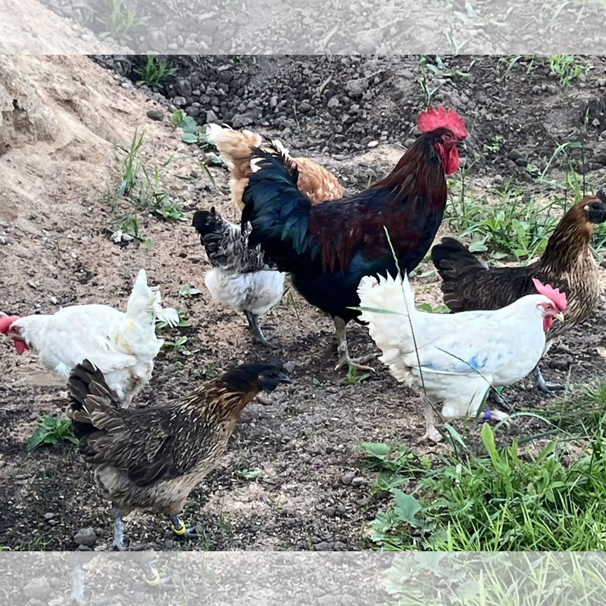 Куры несушки разных пород