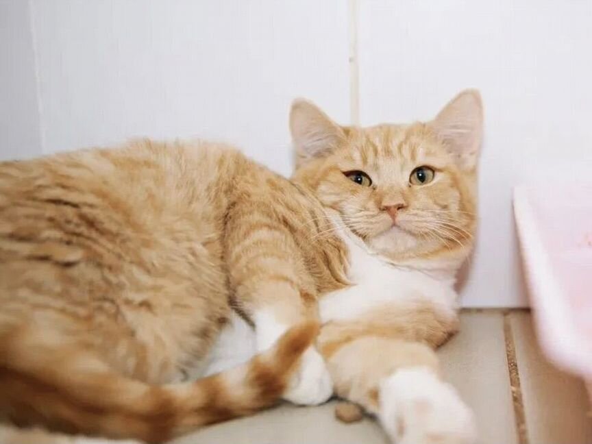 Котенок из приюта в добрые руки