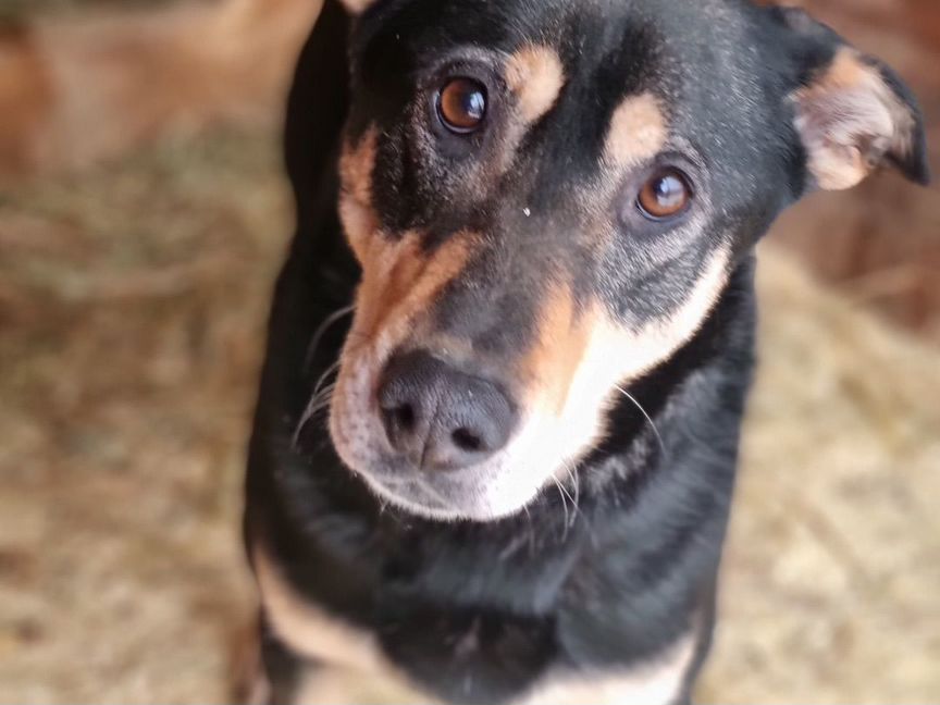 Собака из приюта