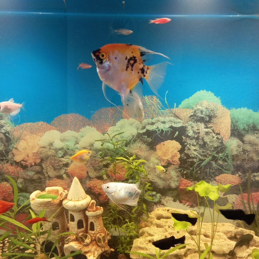 Скалярии и гурами