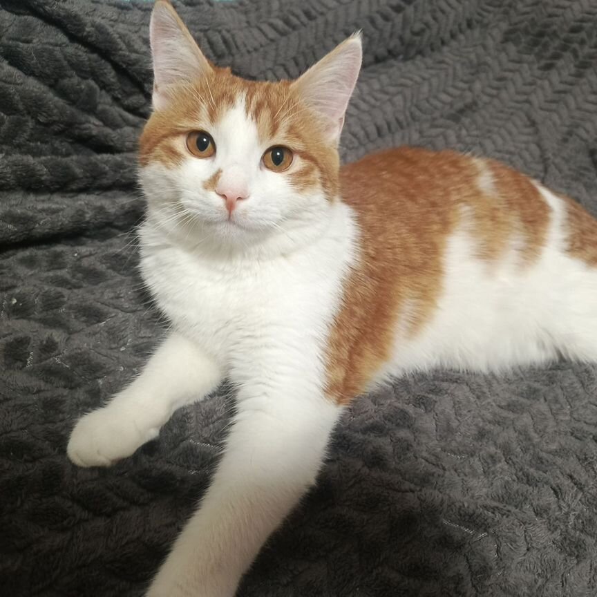 Котенок рыжий 8 месяцев мальчик