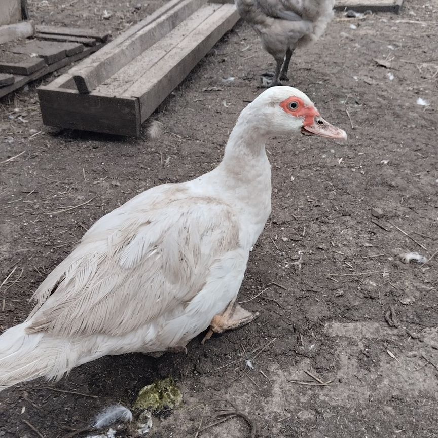 Продам индоуток
