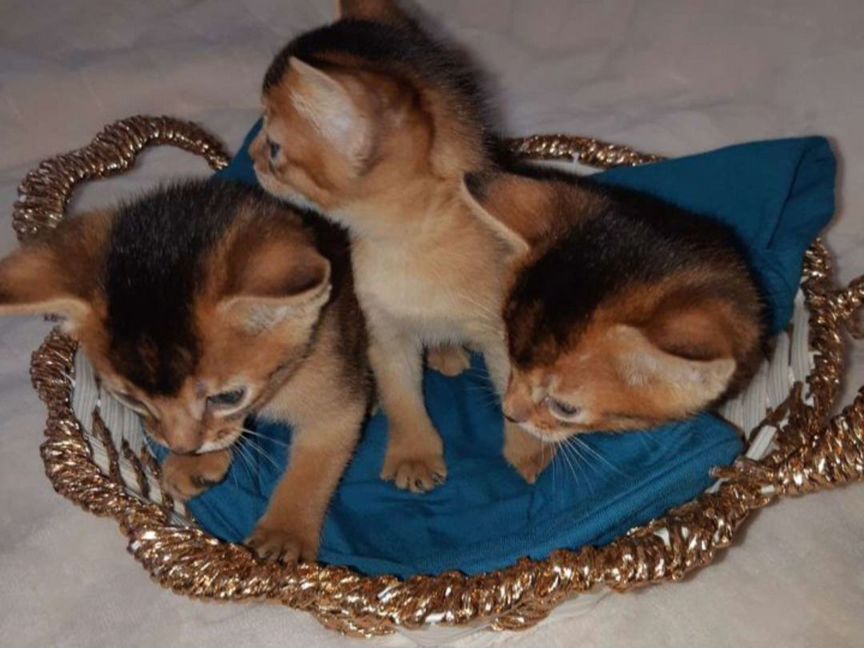 Абиссинские котята