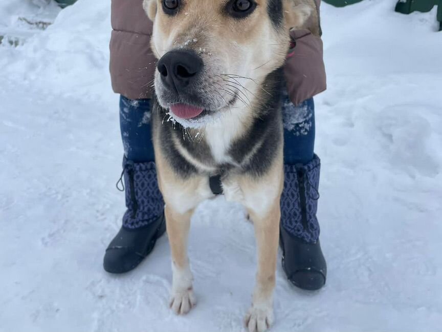 Патрик страдает в приюте