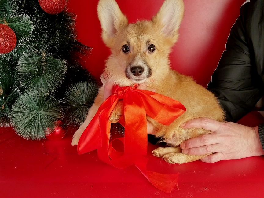 Коржики. Малышам 3 мес. Привиты