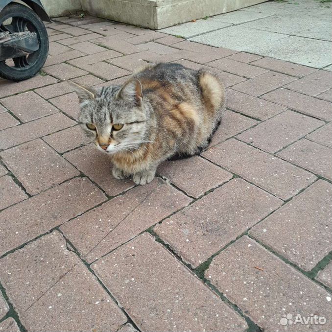 Отдам беременную кошку