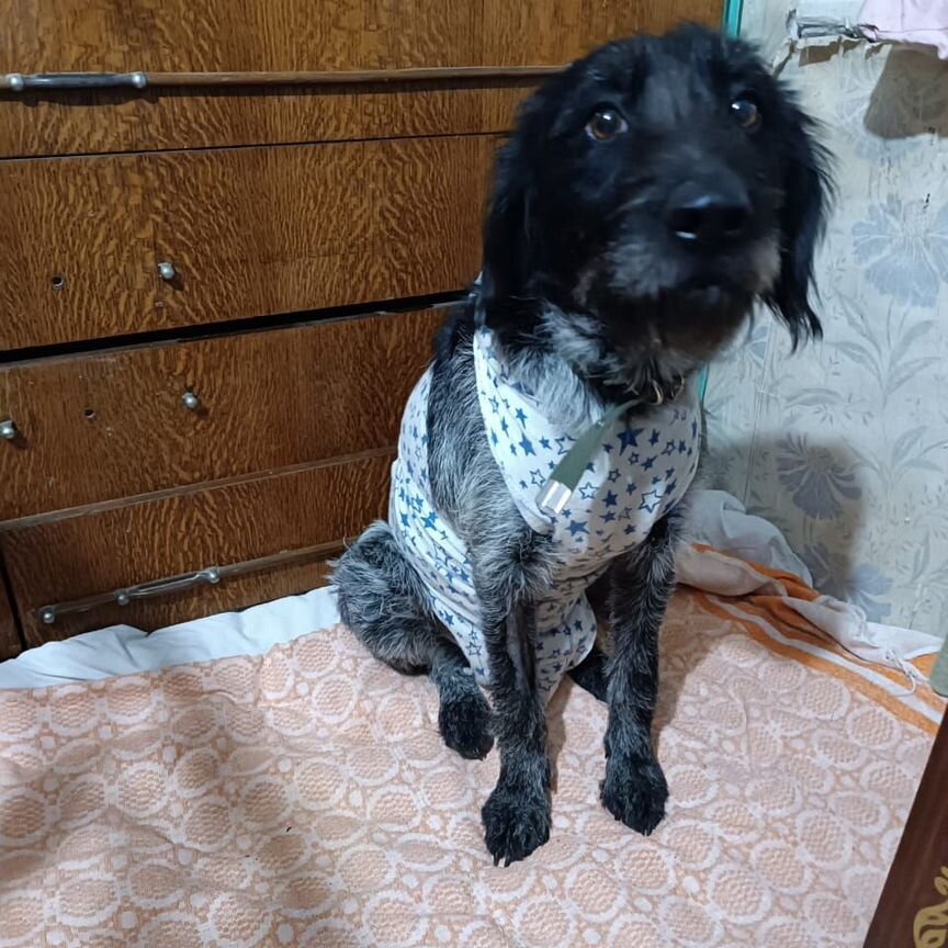 Собачка ищет дом