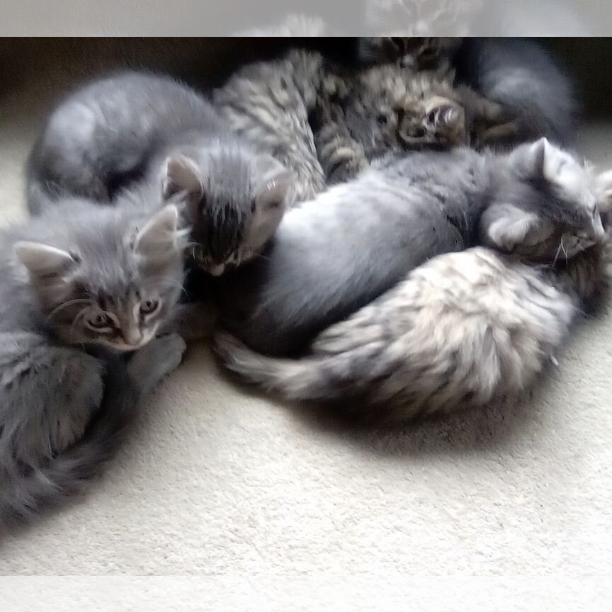 Котята в добрые руки даром