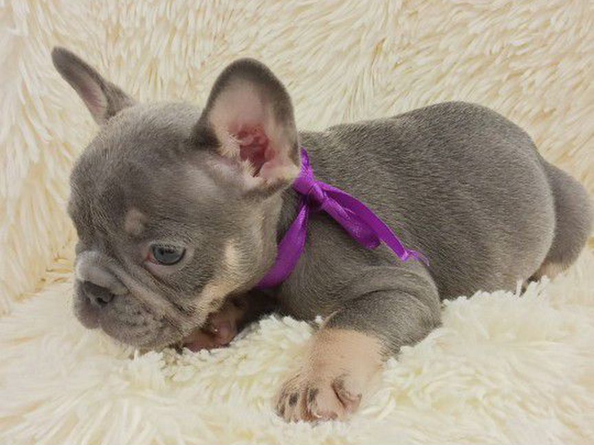 Эксклюзивная девочка мини от папы Чемпиона