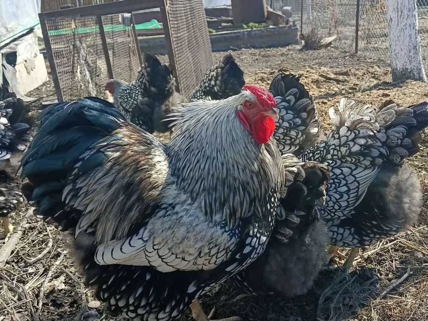 Семья породы Виандот