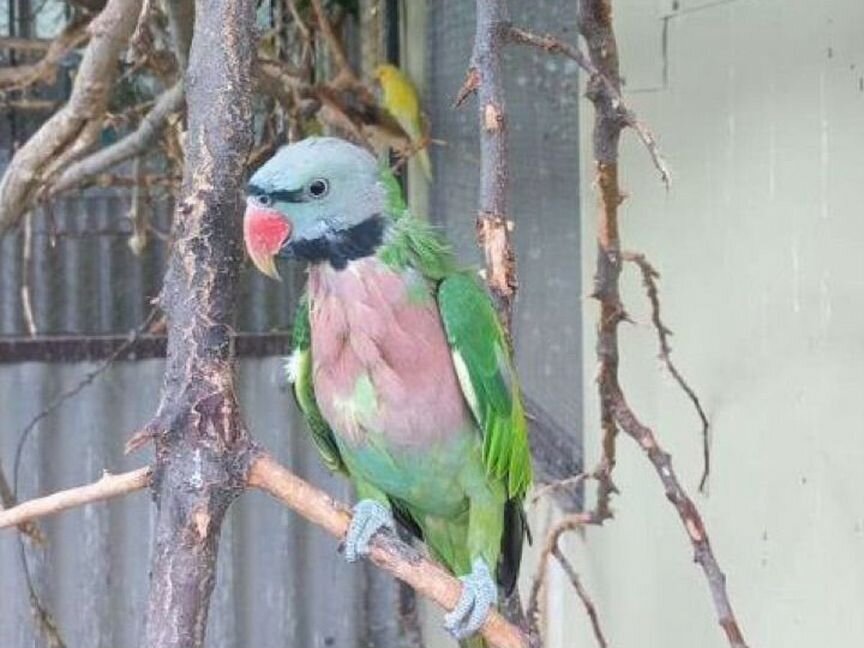 Какарики,кореллы,розовогрудый