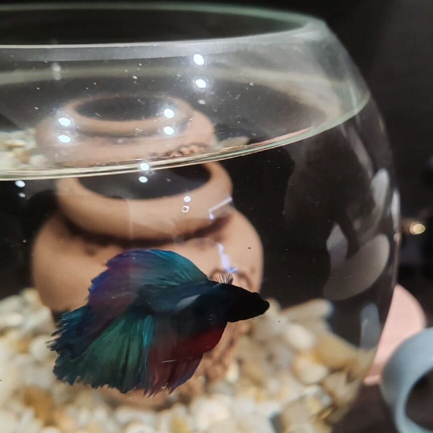 Рыбка петушок с аквариумом