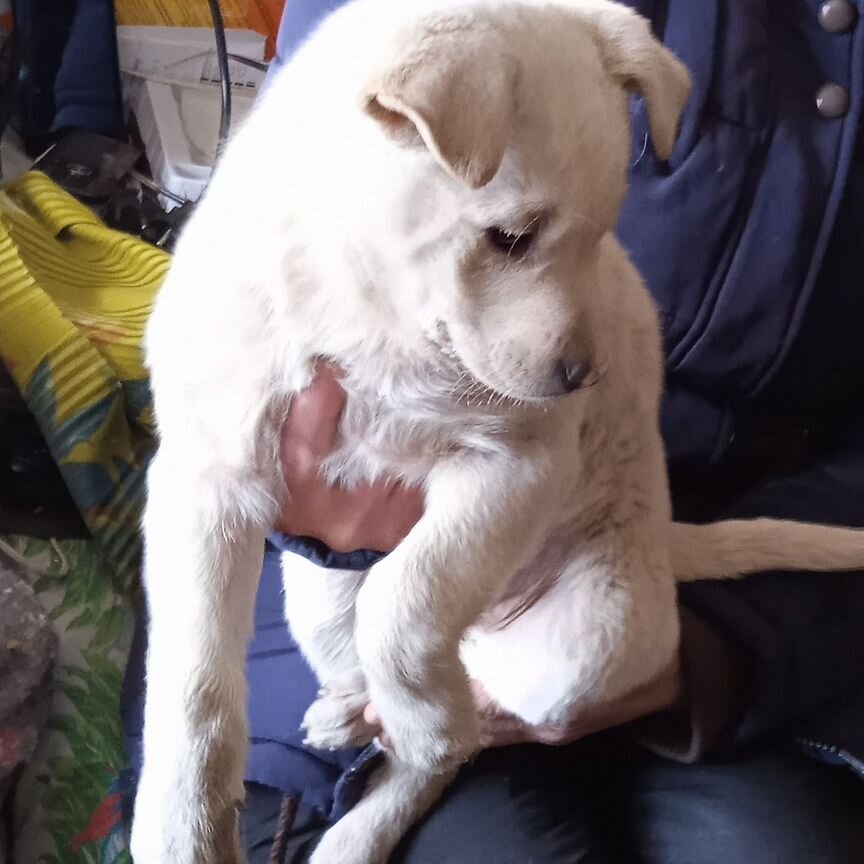 Щенок мальчик 2 месяца будет средним