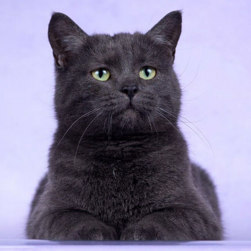 Русская голубая, взрослая кошка