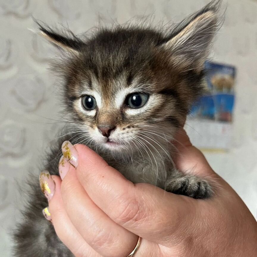 Котёнок в добрые руки