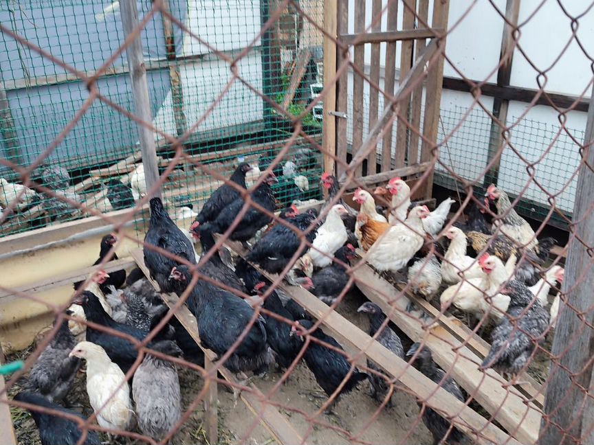 Продам кур молодок и петухов