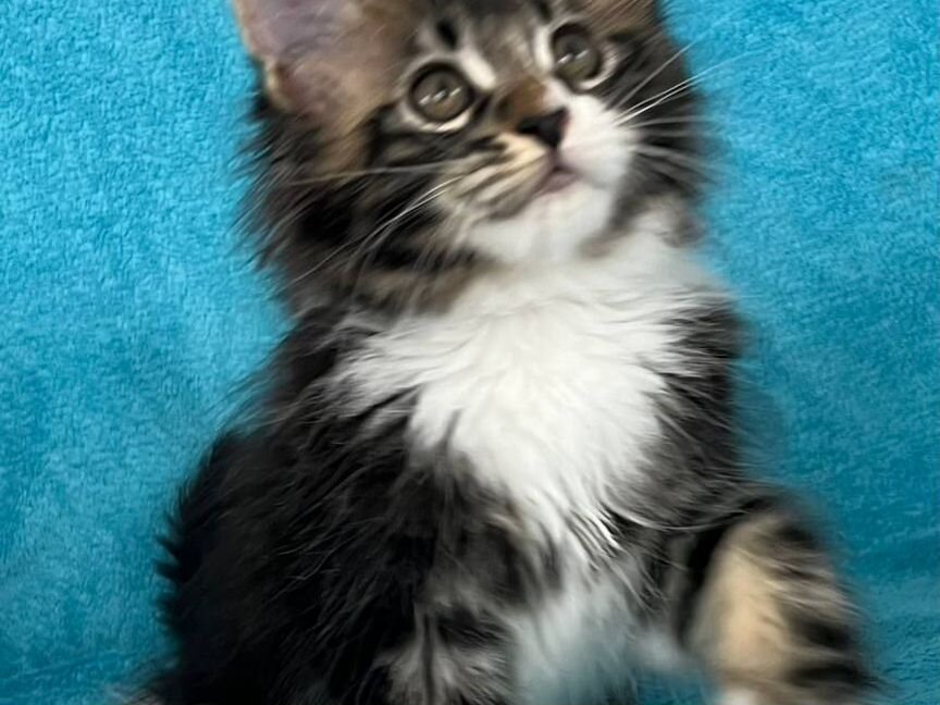 Мейн-кун Афина