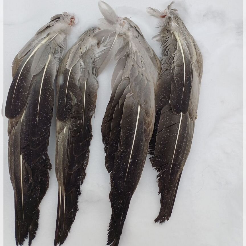 Крылья гусинные