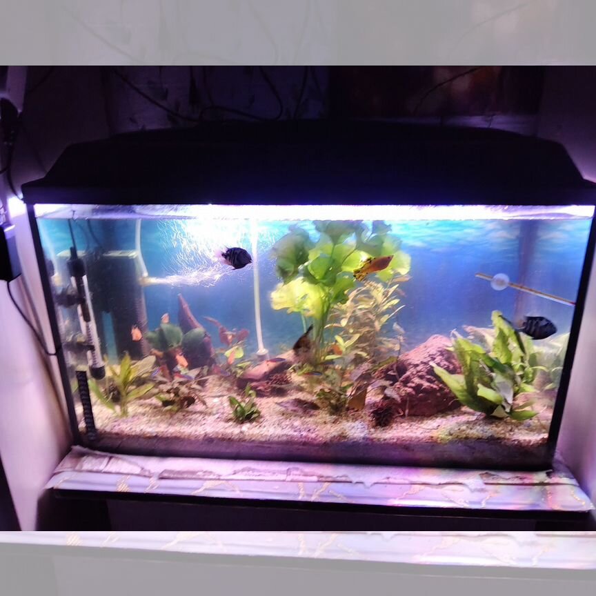 Аквариум с рыбками 100л