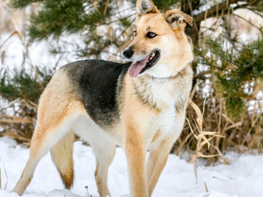 Собака в добрые руки Шишечка