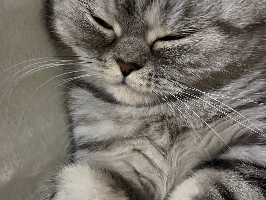 Кошка