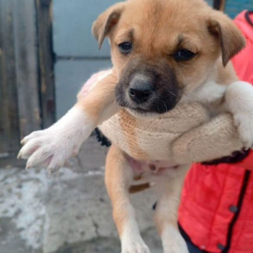 Щенки мальчики