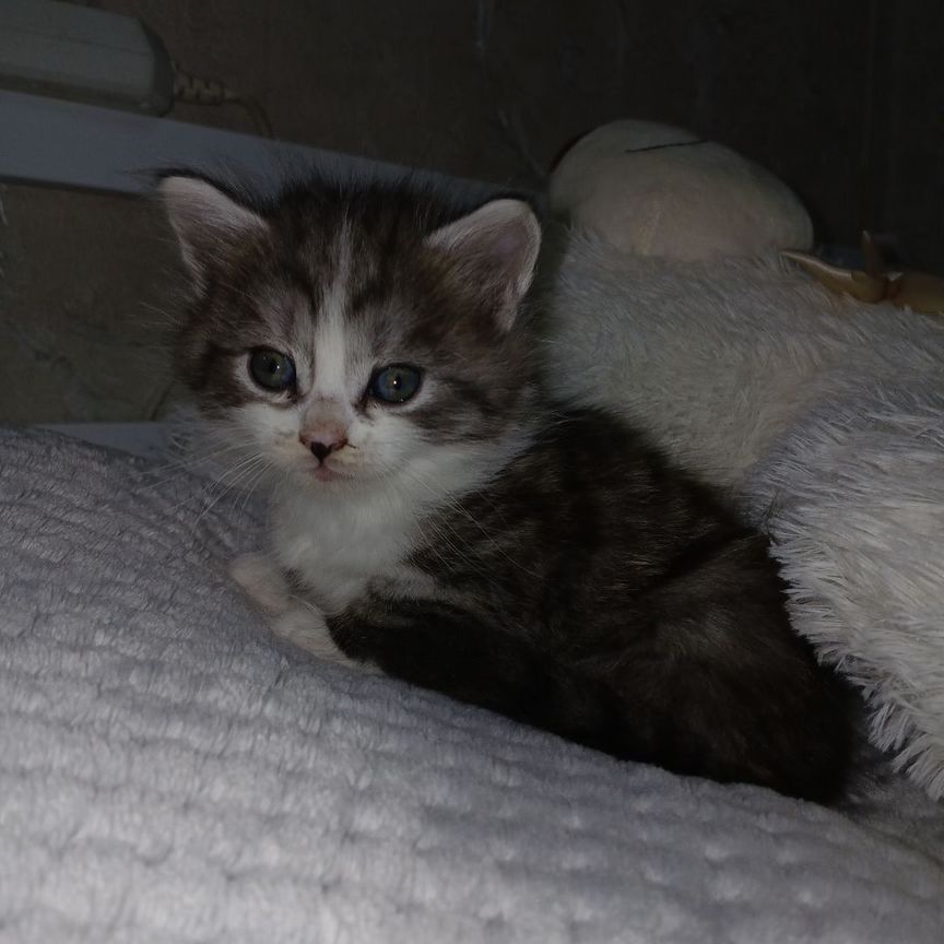 Домашние животные котята