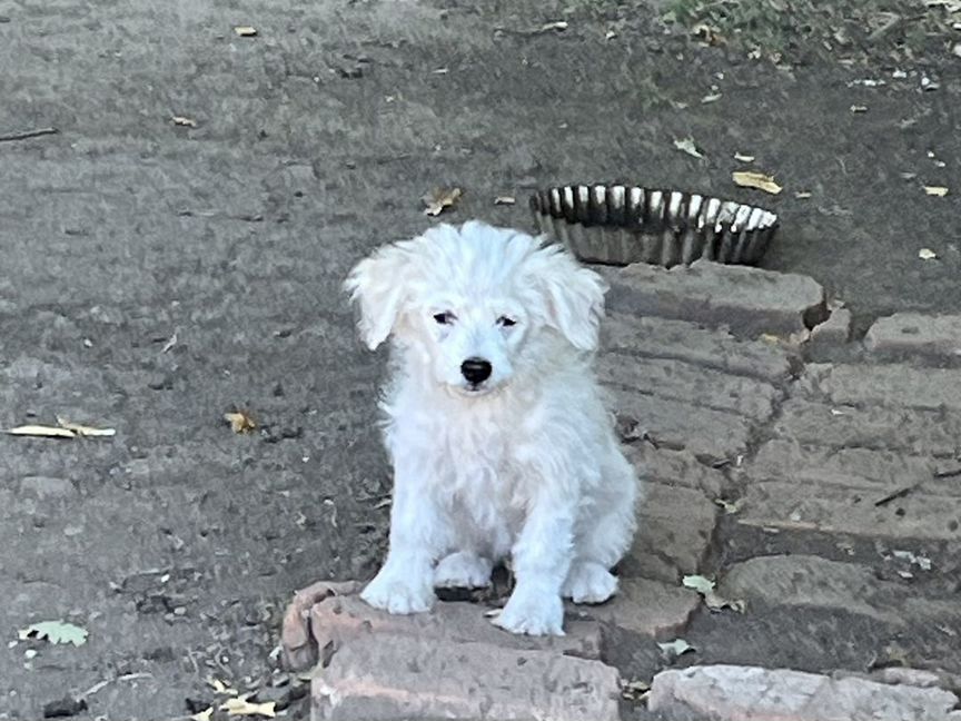 Отдадим щеночка в добрые руки