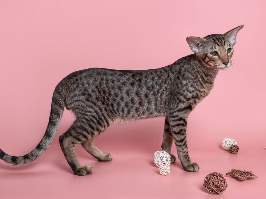 Ориентальный котенок