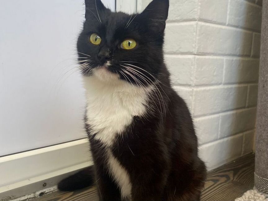 Кошка мегаласковая плюшка