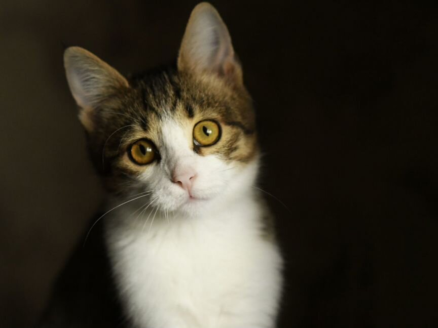 Котенок Бароша в добрые руки