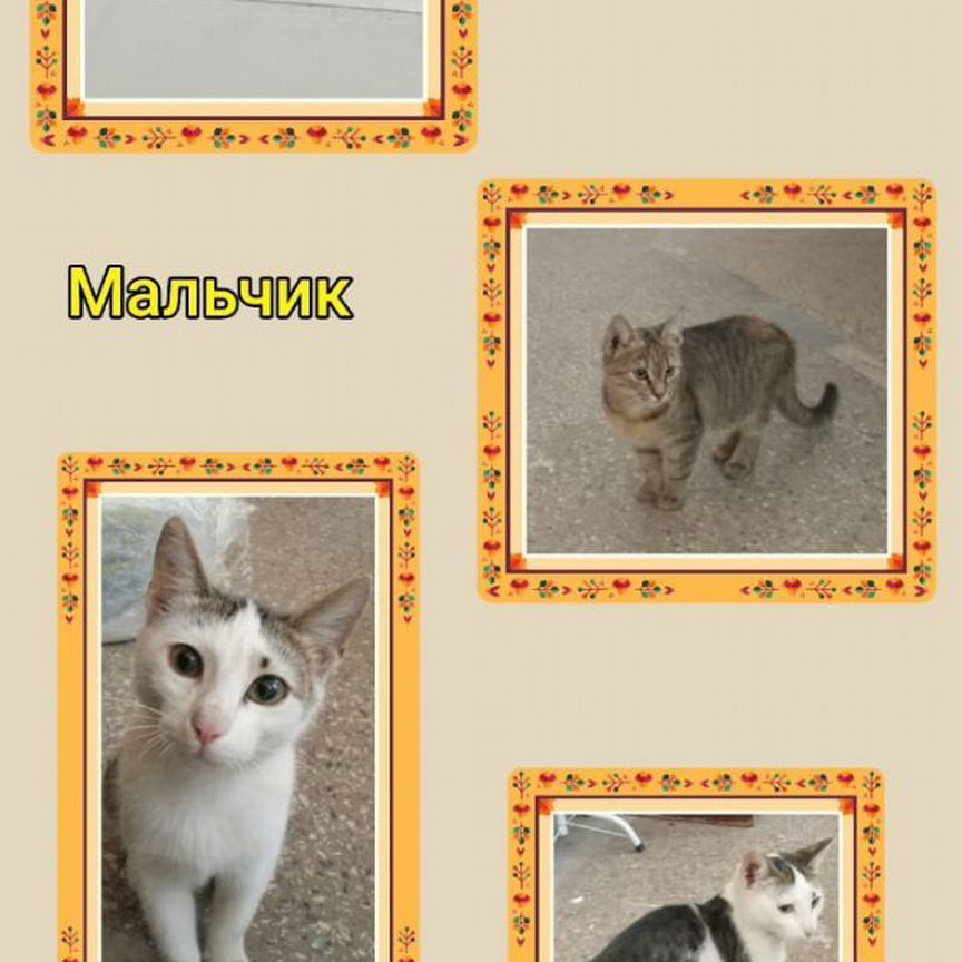 Кошечки
