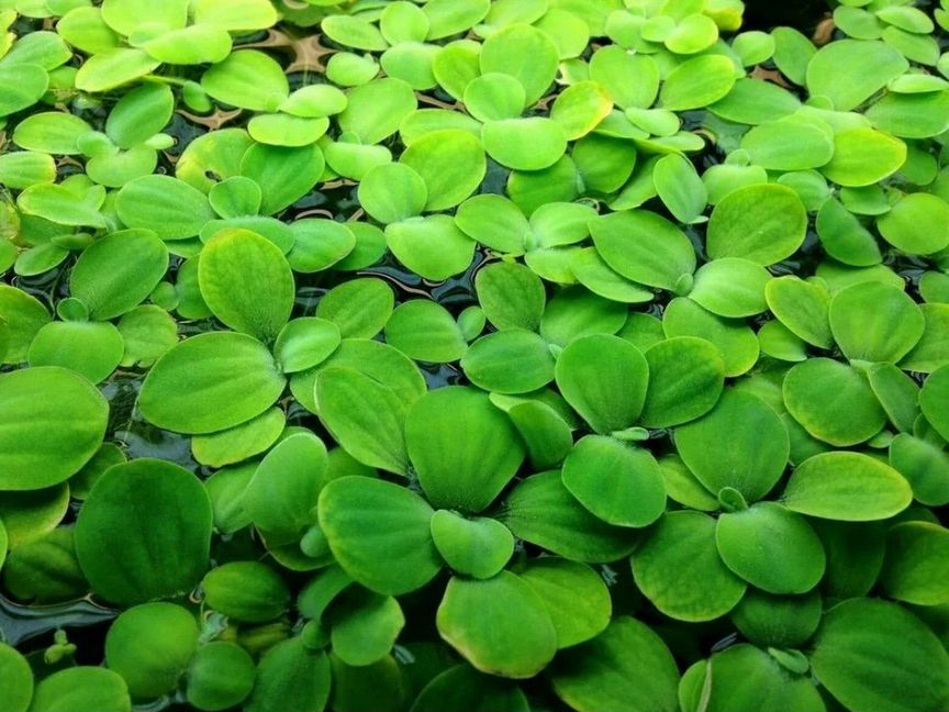 Пистия излишки бесплатно