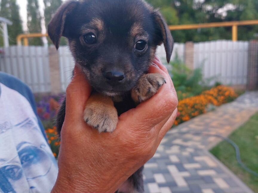 Отдам в добрые руки щенков маленькой собачки
