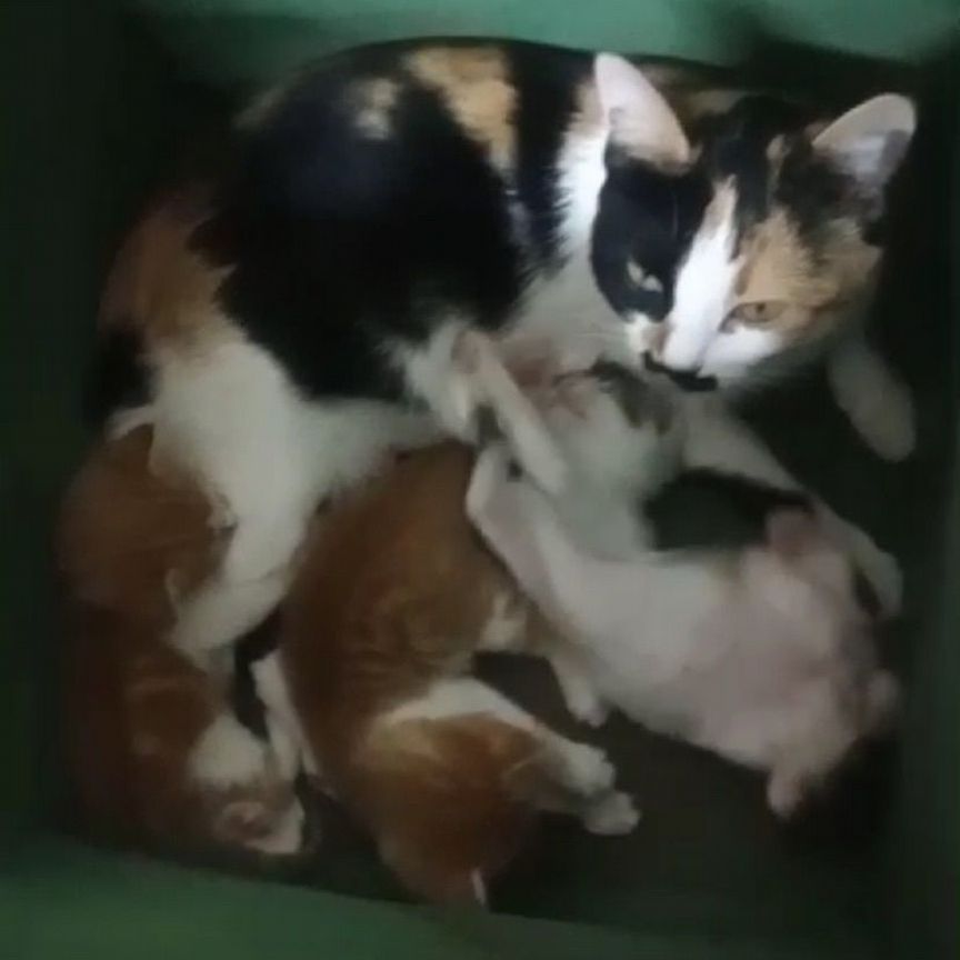 Котята в добрые руки с подворья Храма