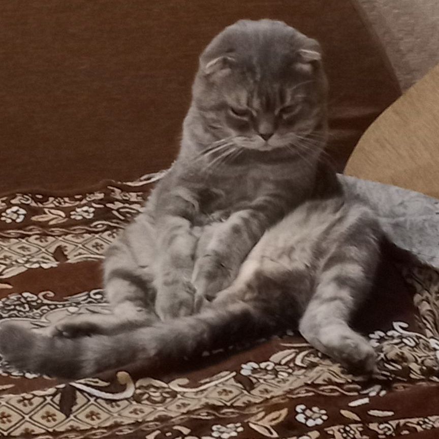 Шотландский вислоухий короткошёрстный кот, взрослый