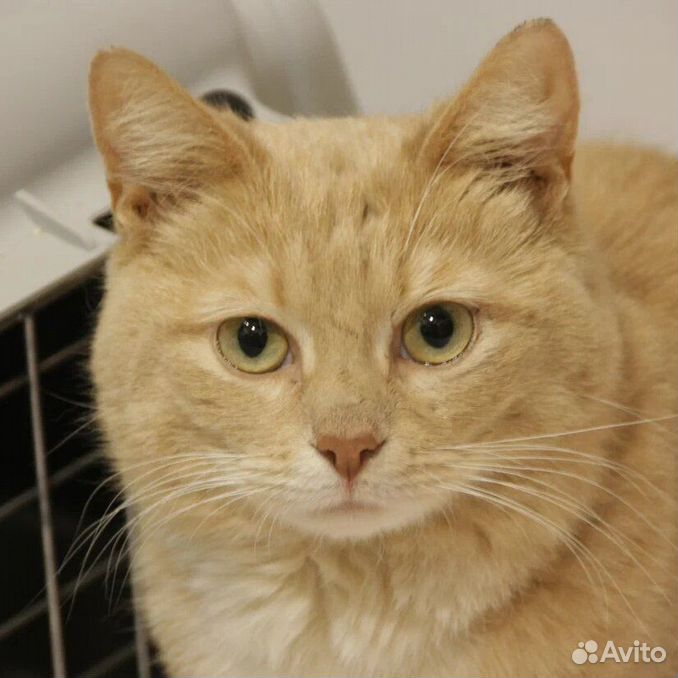 Рыжая красавица кошка преданная хозяином