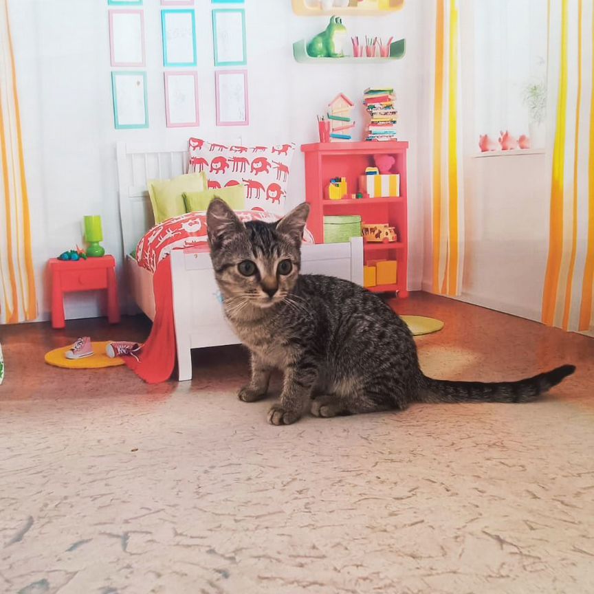 Котик шиншилла