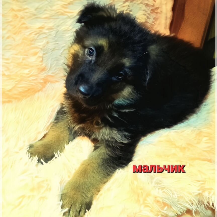 Немецкая овчарка, щенок