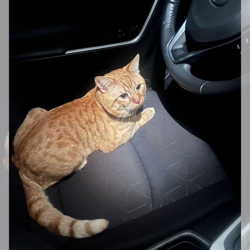 Взрослый кот от частного владельца