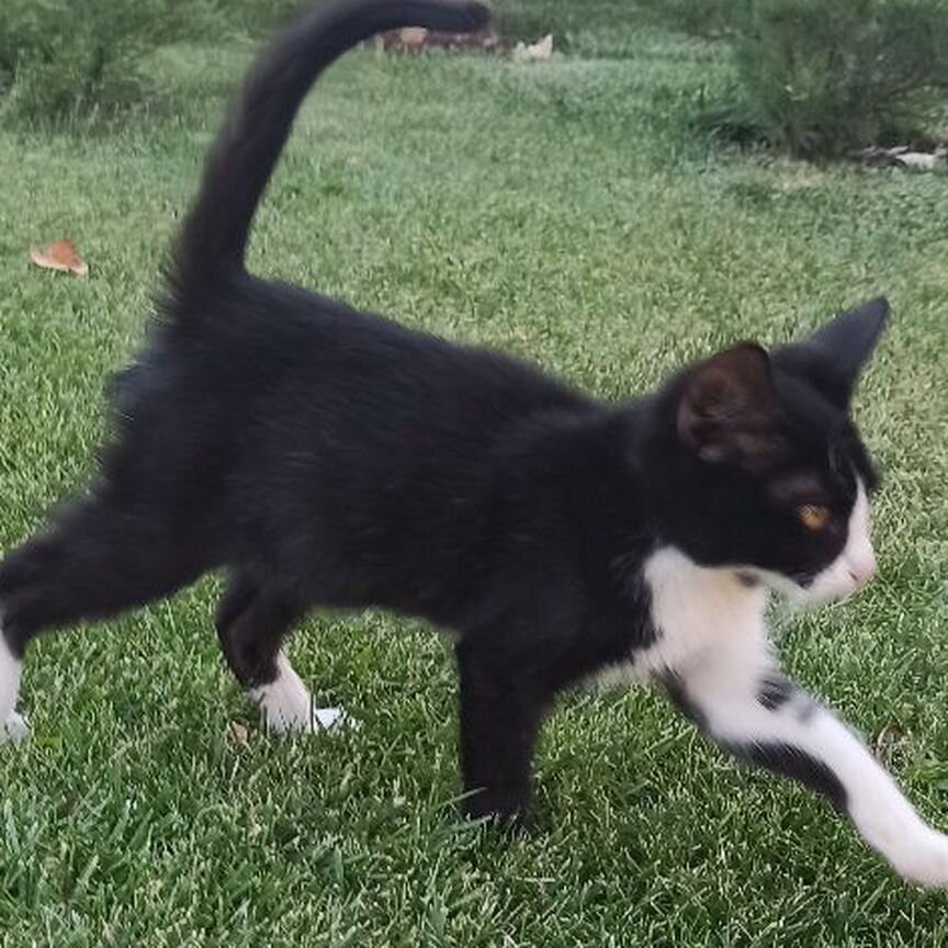 Котенок мальчик бесплатно с доставкой на дом