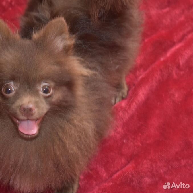 Шпиц - девочка горький шоколад 6 мес