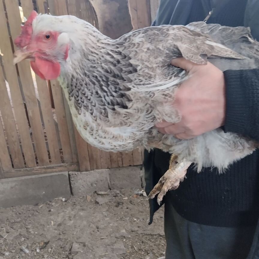 Куры домашние породы Юрловская