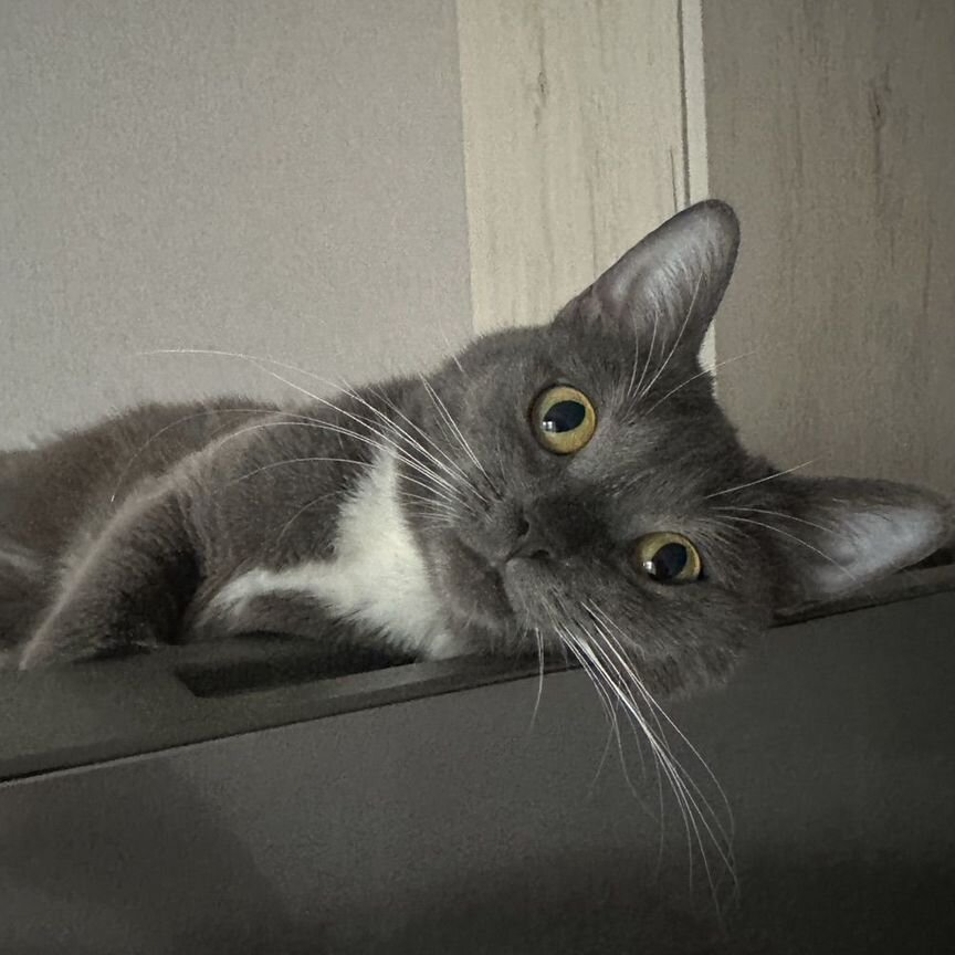 Взрослая, кошка в добрые руки